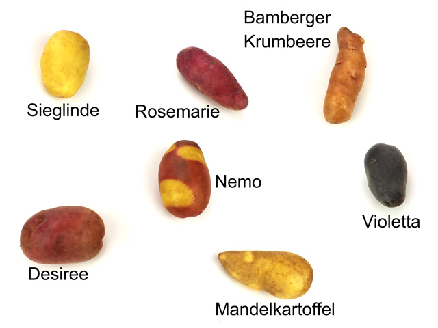 Bioland-Speisekartoffeln 'Blauer Schwede' | Kartoffelvielfalt.de
